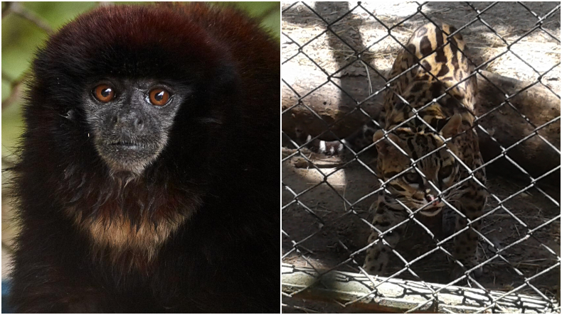 Mono amazónico y ocelote incautados por Cortolima fueron reubicados en ...
