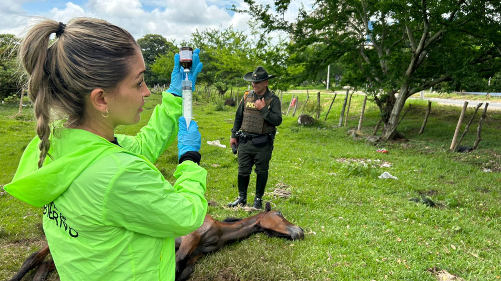 Le aplicaron la eutanasia a una yegua que estaba agonizando en Ibagué