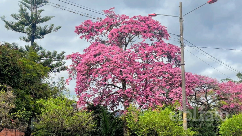 Ibagué se tiñe de rosa con el florecimiento de los ocobos